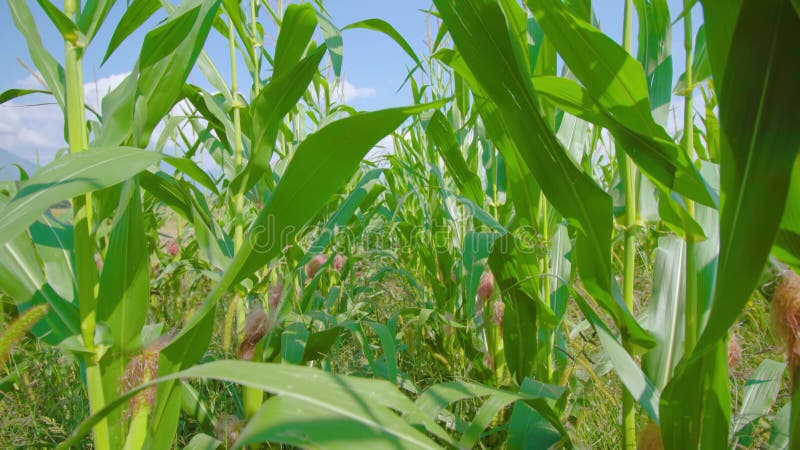 Rows of Corn Plants Sway in Wind Under Blue Sky at Sunlight Stock Video ...