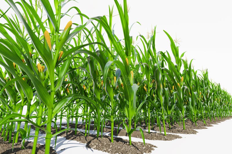 Rows of Corn Plants with Yellow Cobs on a White Background Close-up ...
