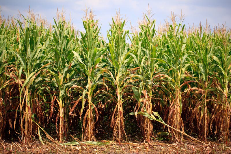 Rows of Corn Ready for Harvest Stock Photo - Image of environment ...