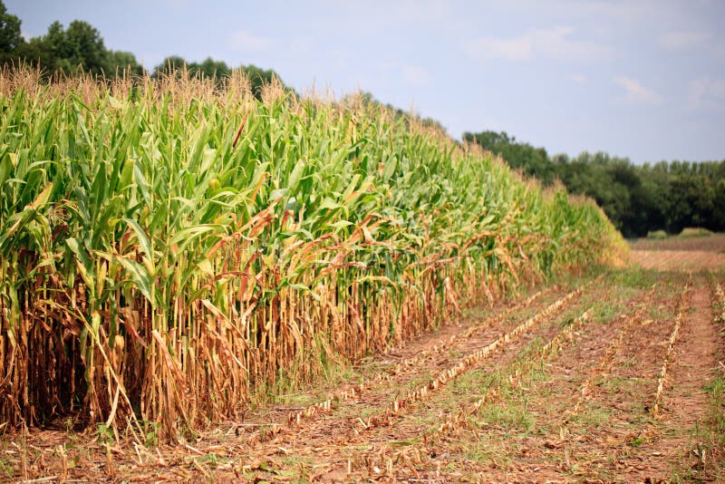 Rows of Corn Ready for Harvest Stock Image - Image of harvesting ...
