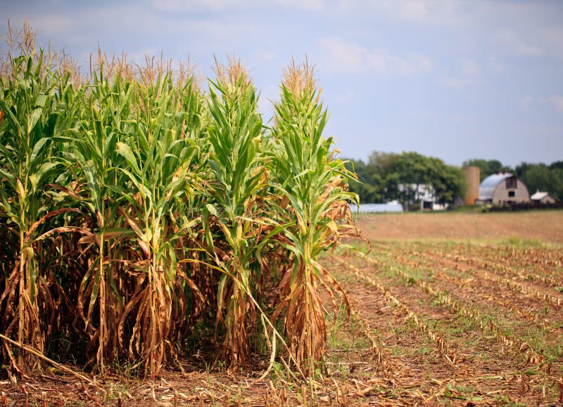Rows of Corn Ready for Harvest Stock Image - Image of agriculture ...