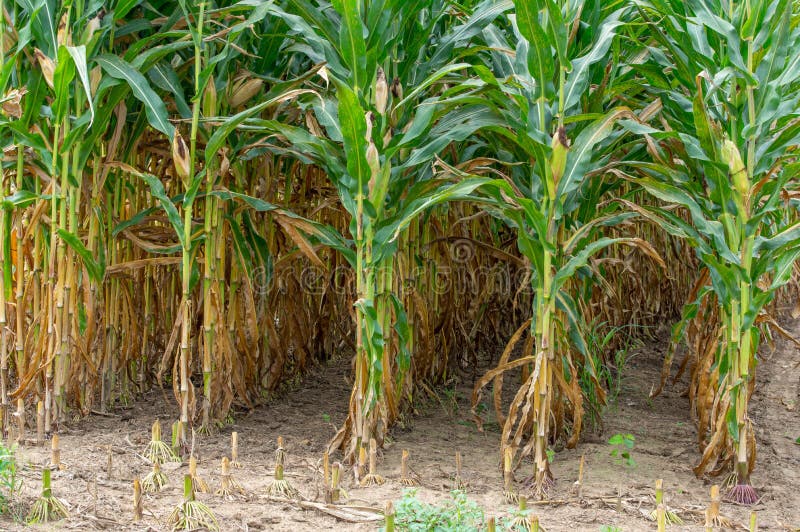 Rows of Corn stock image. Image of ears, flora, food - 167692545