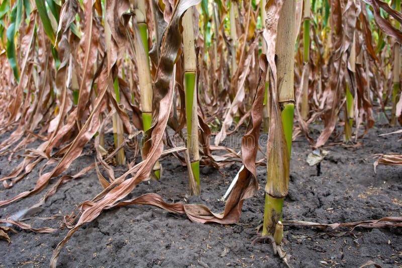 Rows of Corn Stalks in a Field in Early Autumn Stock Image - Image of ...