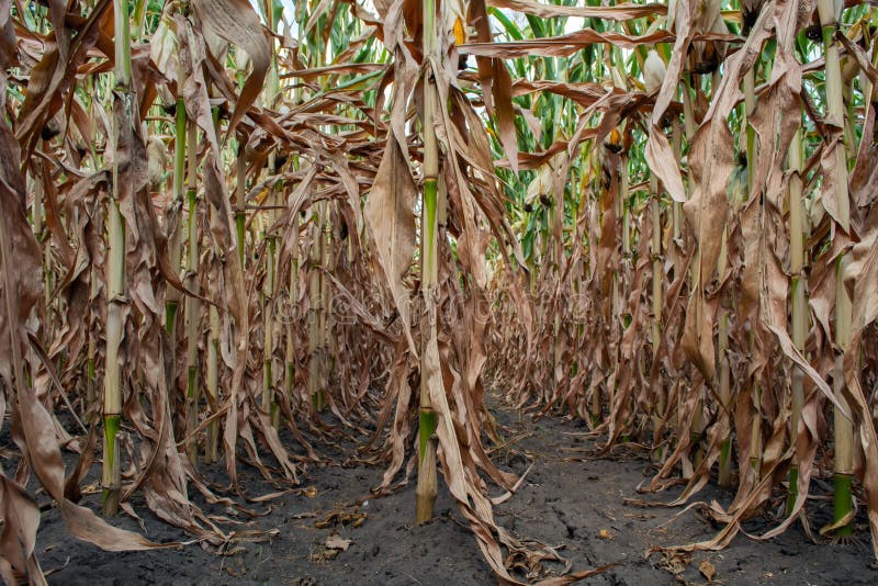 Rows of Corn Stalks in a Field in Early Autumn Stock Image - Image of ...