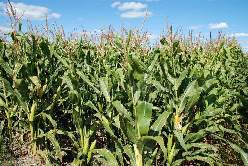 Rows Of Corn Stalks Growing Stock Photo - Image of land, agriculture: 15820796