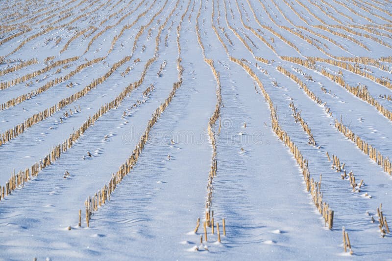 Corn Field stock image. Image of garden, dirt, healthy - 32516007