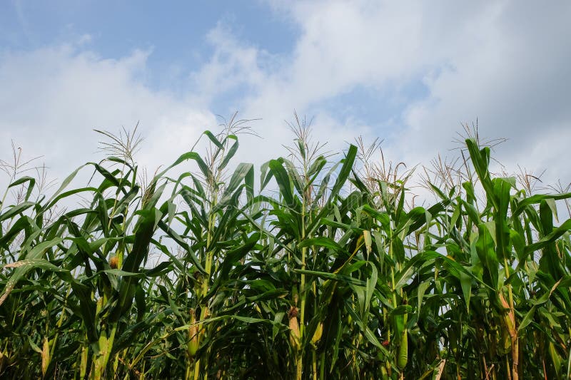 Rows of corn trees stock image. Image of land, season - 318388063