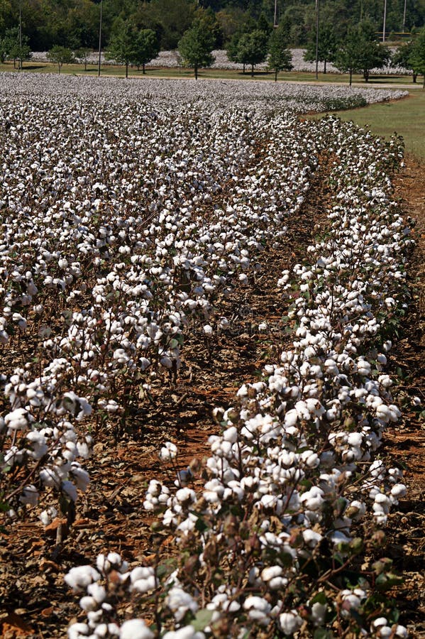 Row crops cotton field stock photo. Image of georgia - 83371350