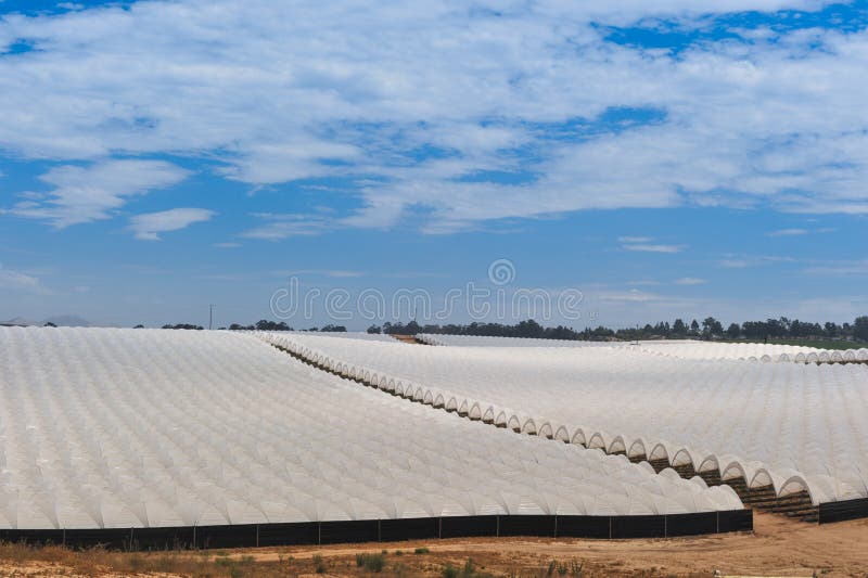 Rows of Covered Crops in Field Under Sky Stock Image - Image of farm ...