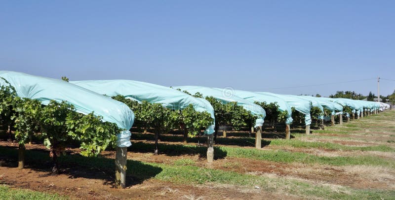Rows of Grape Vines Protected by Blue Plastic Cove Stock Image - Image ...