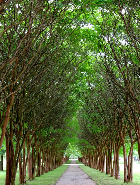 Crepe Myrtle Tunnel stock image. Image of plant, spring - 116662655