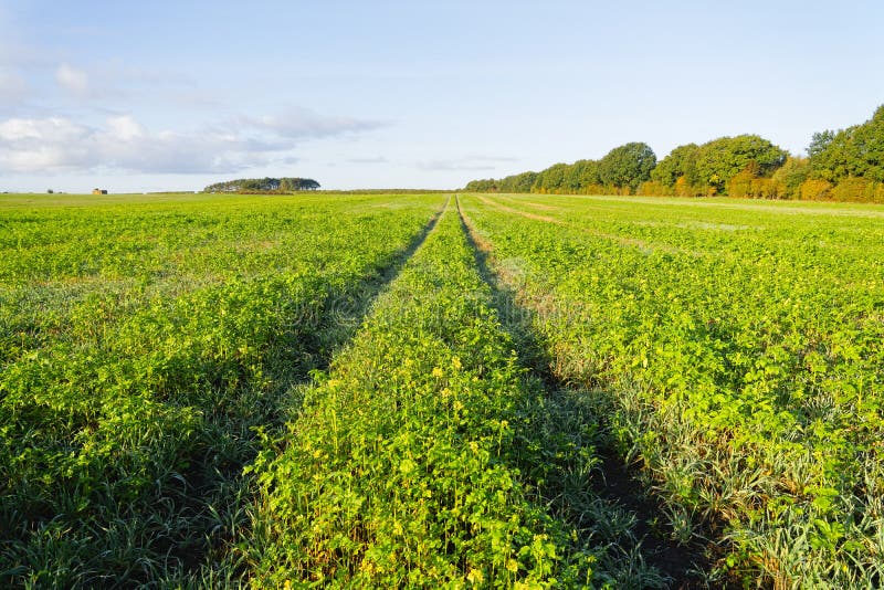 Long Rows of Crops Growing Under an Autumnal Sky Stock Photo - Image of ...