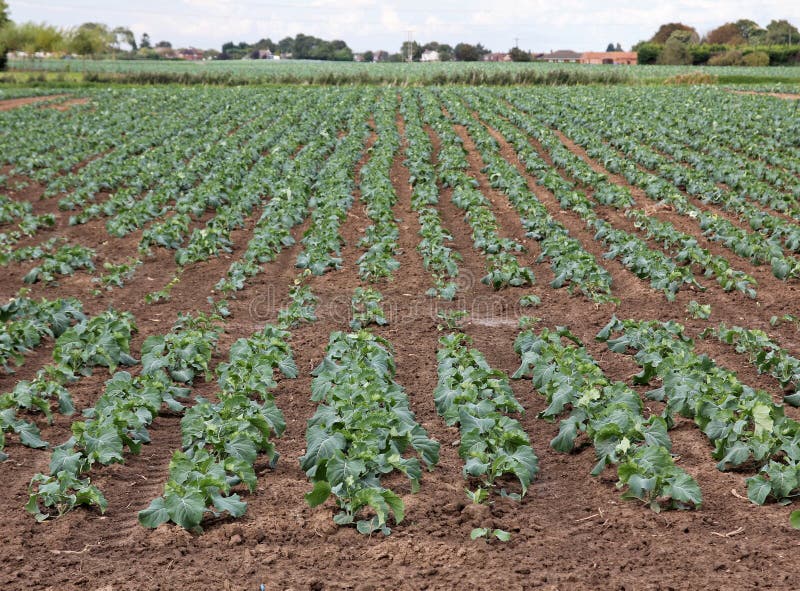 Rows of Crops and Vegetables Growing in a Field Stock Photo - Image of ...