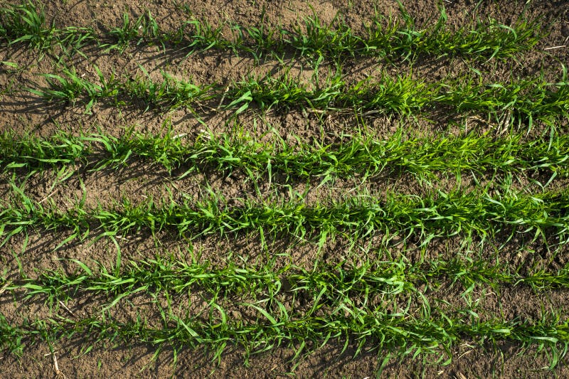 Crops of Winter Wheat, Top View on Rows Stock Image - Image of grass ...