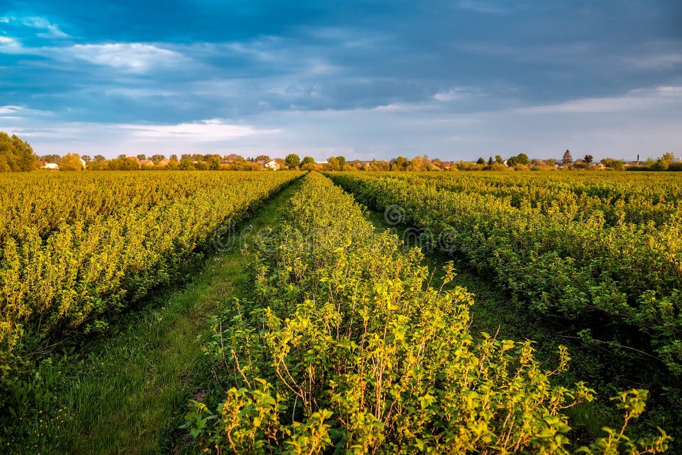 Rows of Currant Bushes at Sunset Stock Photo - Image of growth, healthy ...