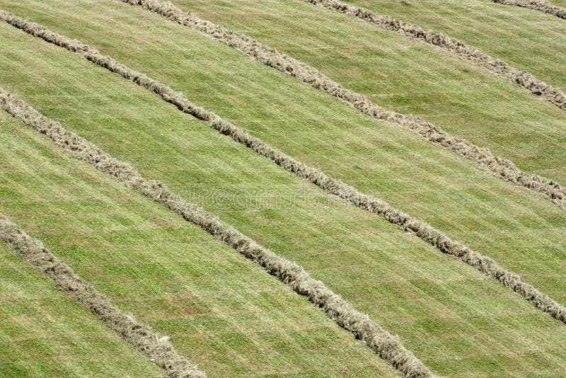 Rows of cut hay windrow stock image. Image of straw, agriculture - 76997581