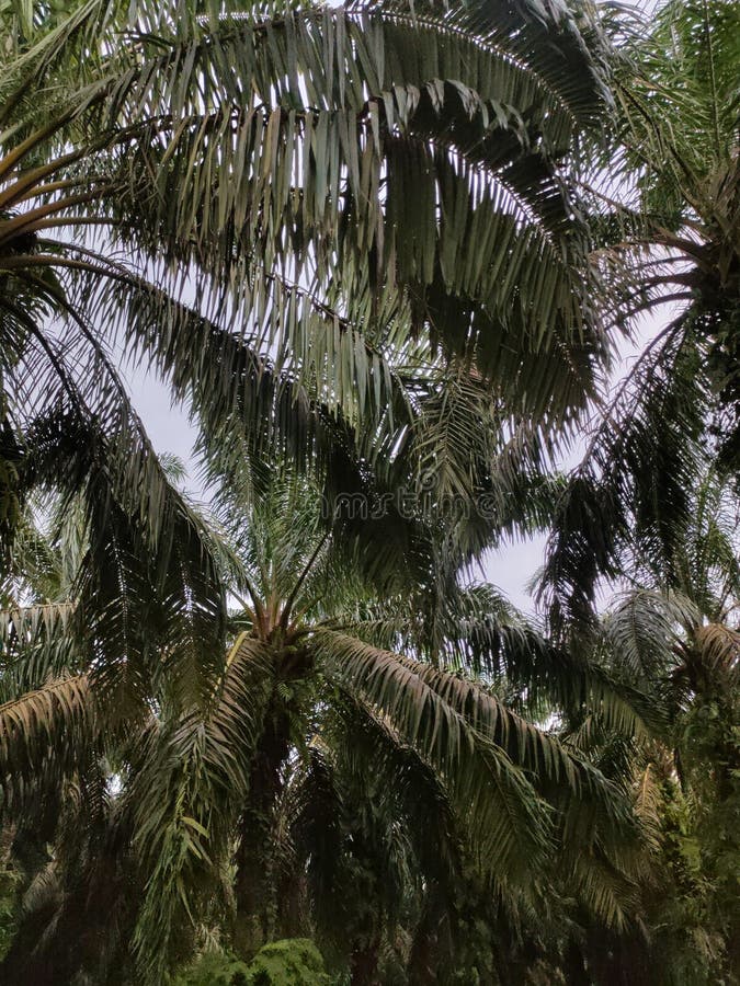 Rows of Dense Palm Trees in the Gardens of Local Residents Stock Image ...