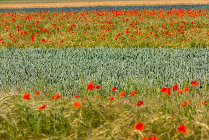 Rows of different fields stock photo. Image of grain - 249474844