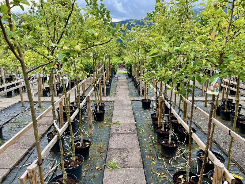 Rows of Different Fruit Trees in Nursery. Stock Image - Image of ...