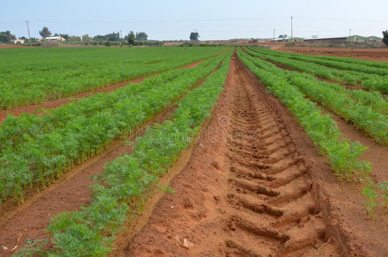 Rows of Dill in an Agricultural Farm Stock Image - Image of farming ...