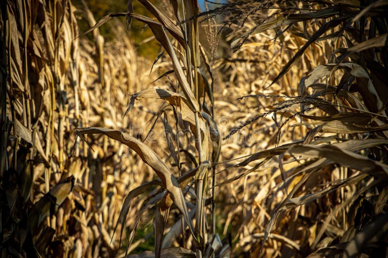 A Rows of dry corn plants stock photo. Image of stalk - 289386514