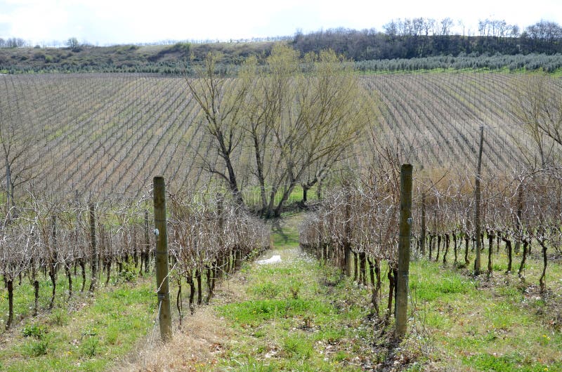 Rows of dry vines stock photo. Image of natural, cultivation - 88576646