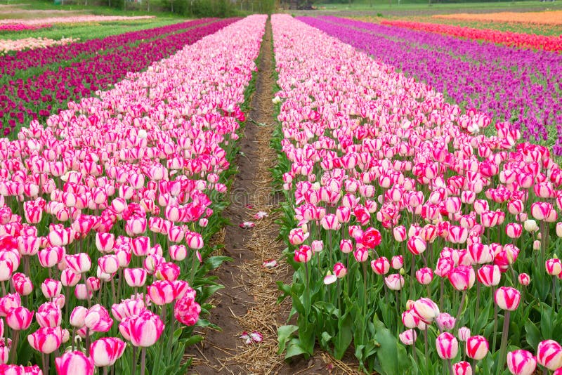 Rows of dutch tulips stock image. Image of farm, natural - 49948091