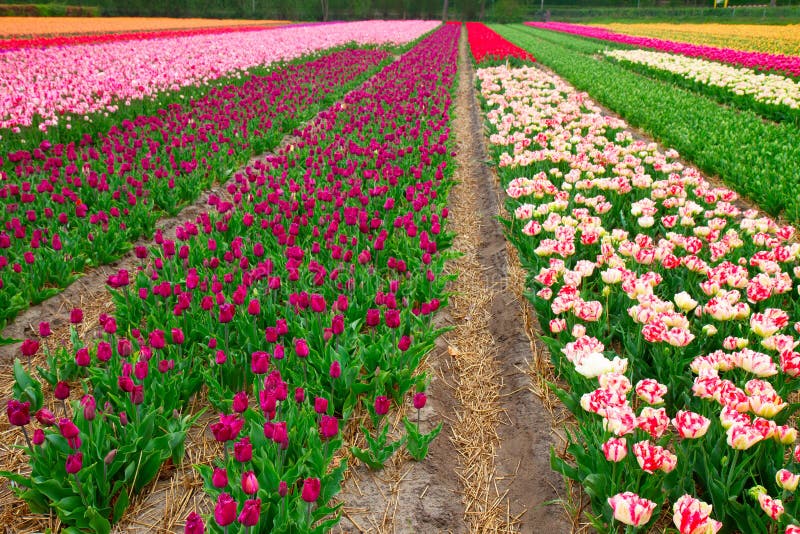 Rows of dutch tulips stock image. Image of agriculture - 30928171