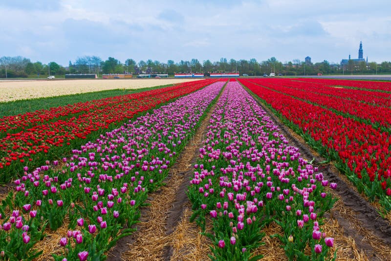 Rows of dutch tulips stock image. Image of agriculture - 30928171