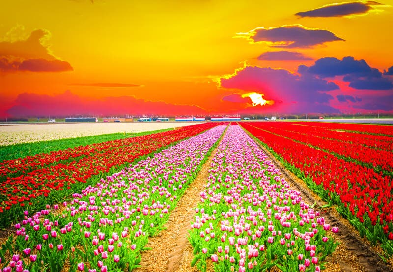 Rows of dutch tulips stock photo. Image of flora, agriculture - 240049638