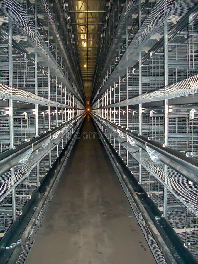 Rows of Empty Cages from Inside an Industrial Chicken Egg Layer ...