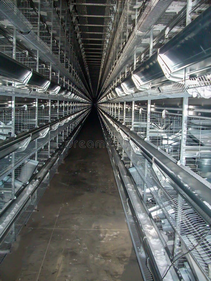 Rows of Empty Cages from Inside an Industrial Chicken Egg Layer ...