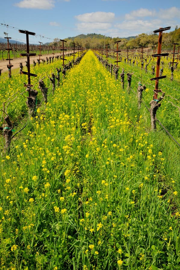 Empty Grape Vines stock image. Image of edible, farming - 5195347