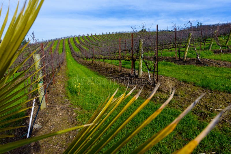 Rows of Empty Grape Vines in Vineyard Stock Photo - Image of rustic ...