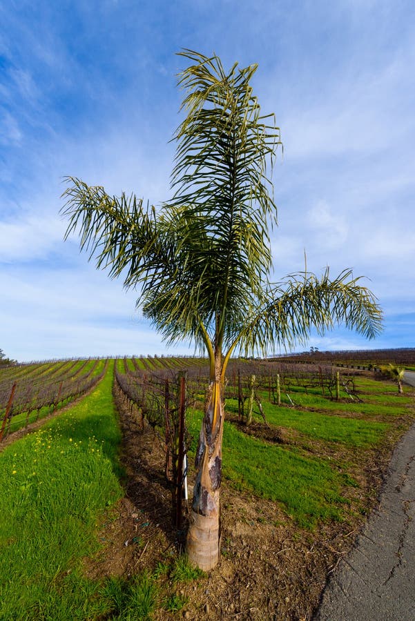 Rows of Empty Grape Vines with Flowers. Stock Image - Image of ...