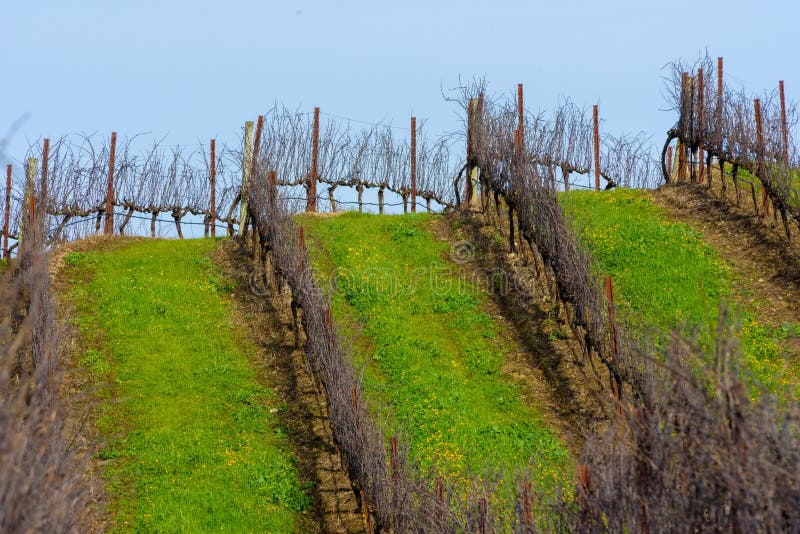 Rows of Empty Grape Vines with Flowers. Stock Photo - Image of ...
