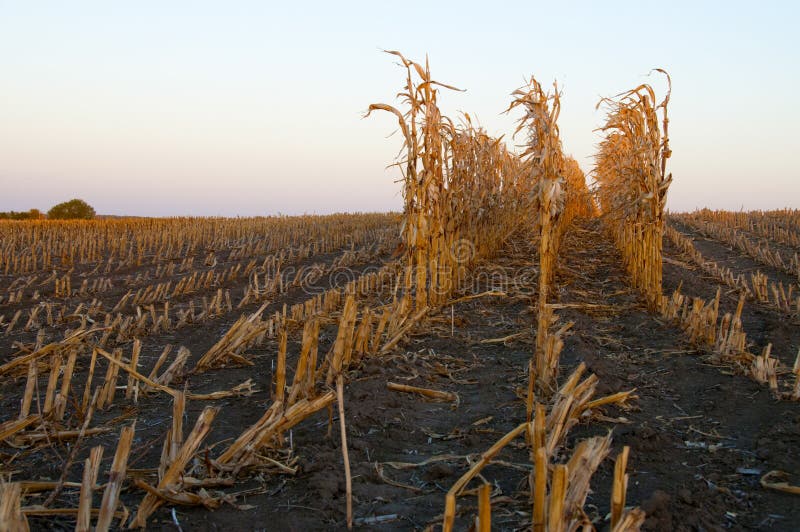 Rows of fall corn stalks stock image. Image of chopped - 27226167