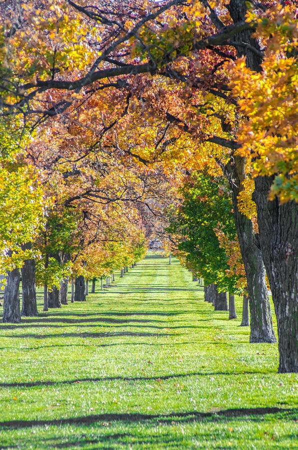 Rows of Fall Trees stock photo. Image of season, landscape - 47466700