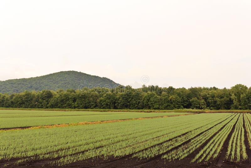 Rows of Farm Crops stock photo. Image of farmland, food - 42240438