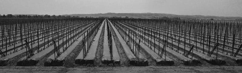 Rows at the farm stock image. Image of growing, fields - 52533033