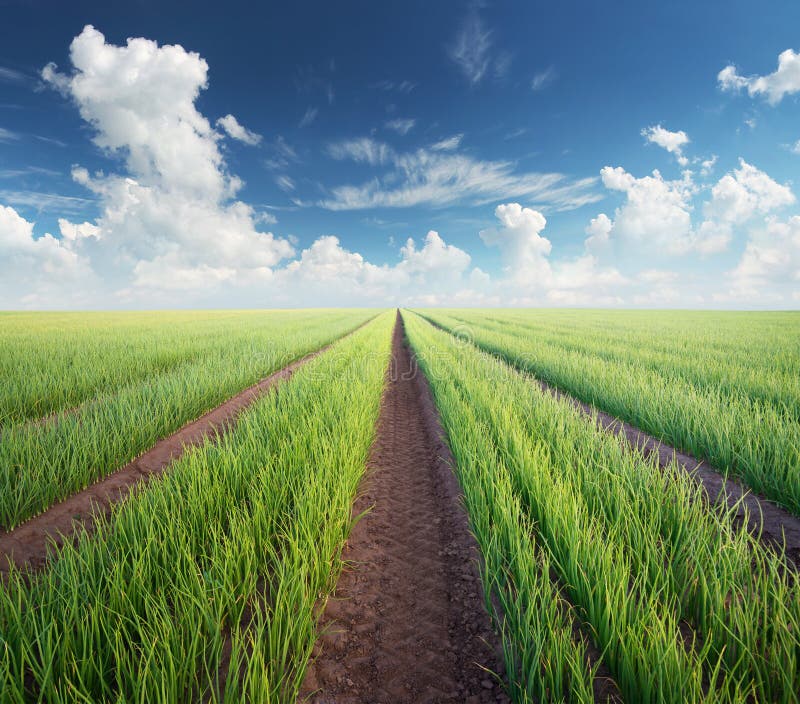 Rows on the field stock photo. Image of farmland, growing - 31354544