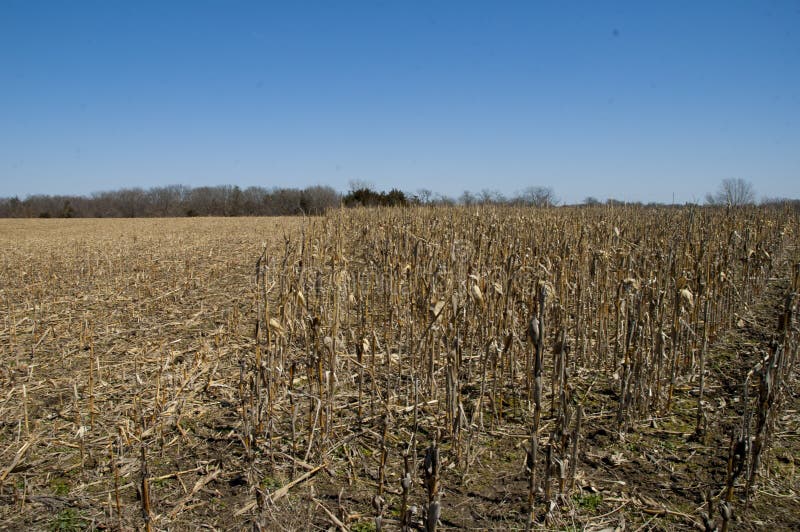 Corn Field, Field Corn Still Standing Stock Image - Image of driving ...