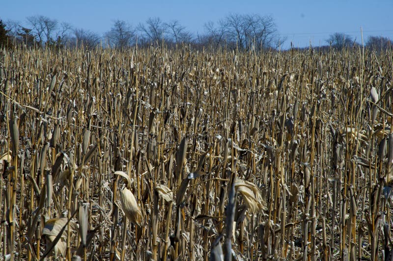 Corn Field, Field Corn Still Standing Stock Image - Image of large ...