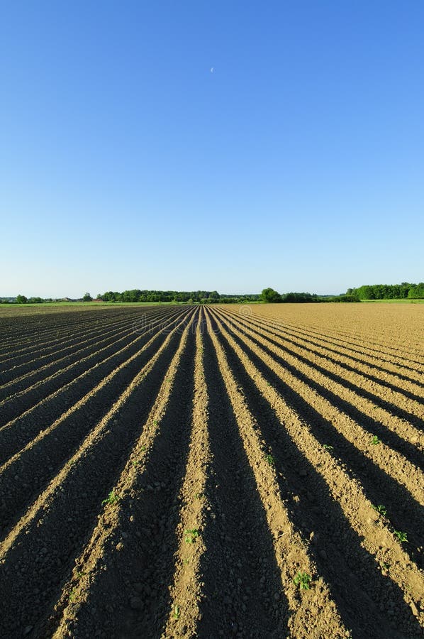 Rows on the field stock image. Image of huskily, rows - 54292581
