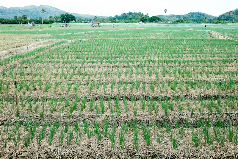 Rows on the Field of Spring Onions Stock Image - Image of onion ...