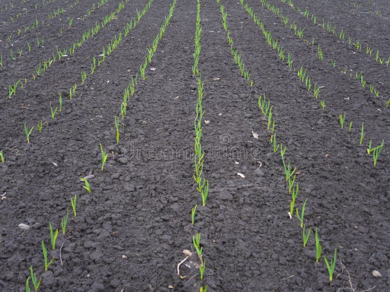 Rows of First Green Sprout Shoots on the Garden Bed Stock Image - Image ...