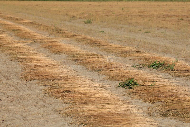 Flax Plants are Drying in Rows at the Fields in the Netherlands in ...