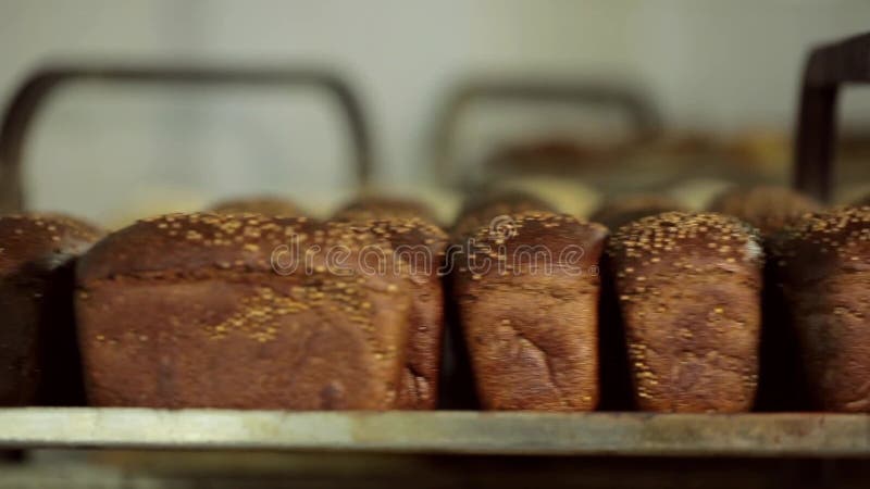 Rows of Fresh Bread stock video. Video of cereal, bakery - 92740009