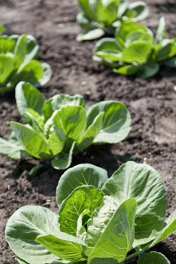 Rows of Fresh Cabbage Plants in Garden Stock Image - Image of fresh ...