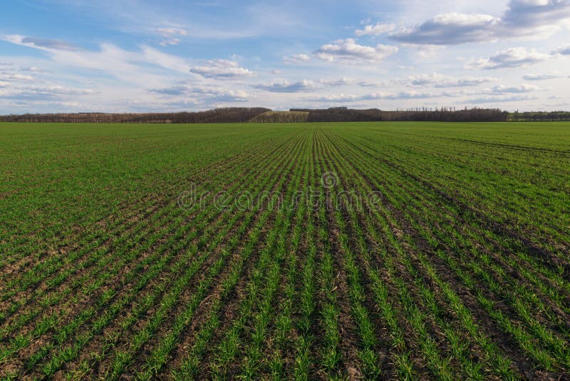 Rows of Fresh Green Crops on the Farm Field Stock Photo - Image of ...